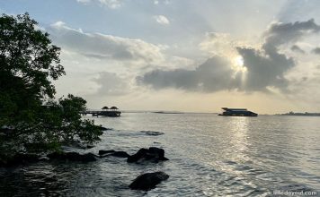 Pulau Ubin Guide: Adventure Hike Up Puaka Hill - Little Day Out