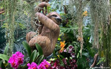 Orchids Of The Amazon & Tree VR Experience: Bringing The Amazon To The ...