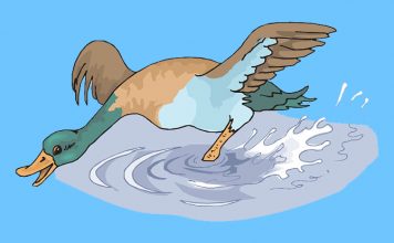 70+ Duck Jokes To Get You Quacking Up With Laughter - Little Day Out