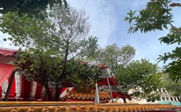 Little Stories: Where To Find a Tempinis Tree In Tampines - Little Day Out