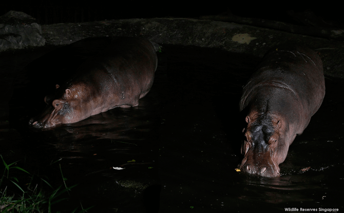 Amazing Guide To Night Safari: See The Animals In Nocturnal Settings ...