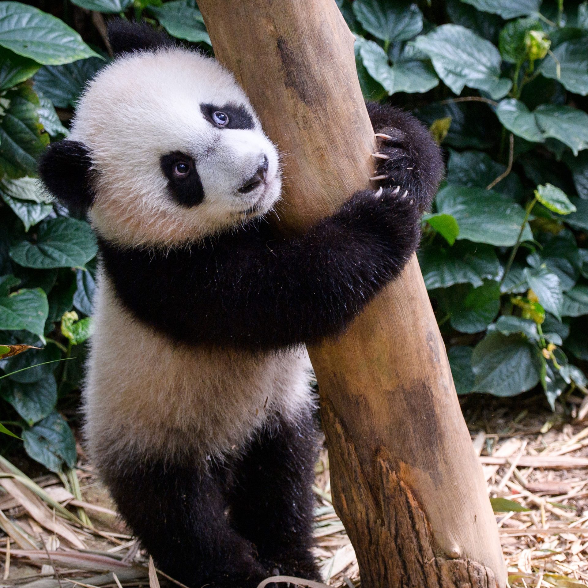 Baby Panda Le Le Takes First Steps Into The Giant Panda Forest Exhibit ...