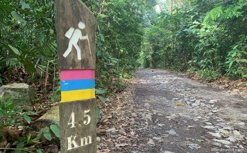 3 Levels Of MacRitchie Trails & Walks: From Easy To Difficult - Little ...