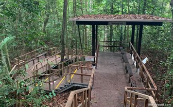 TreeTop Walk: Scenic Aerial Views Of The Rainforest Canopy - Little Day Out