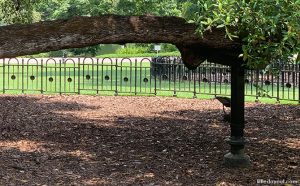 Little Stories: Singapore Botanic Gardens’ 150-Year-Old, $5 Note ...