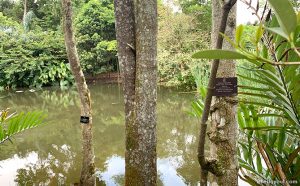 Keppel Discovery Wetlands: Forest Wetland Ecosystem At Singapore ...