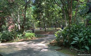 Yishun Park: Plantation Past, Playgrounds & Dipterocarpus Arboretum ...
