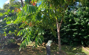 Streets Of Singapore Trees At HortPark: Discover What's Behind The Name ...