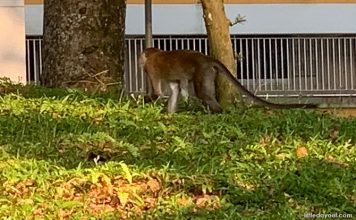 Bukit Panjang Neighbourhood 2 Park: Hillside Retreat - Little Day Out