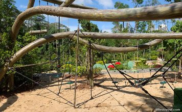 COMO Adventure Grove: Weeping Fig, Saga Seeds & Giant Cempedak At ...