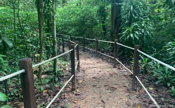 Rifle Range Nature Park: Quarry Wetland, Colugo Deck & 7 KM Of Trails ...