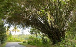Pulau Ubin Guide: Adventure Hike Up Puaka Hill - Little Day Out