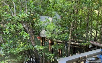 Pulau Ubin Guide: Adventure Hike Up Puaka Hill - Little Day Out