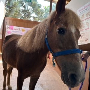 Gallop Stable @ Downtown East: Horse & Pony Rides, Stable Tours At D ...