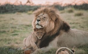 11 Interesting Lion Facts For Kids - Little Day Out