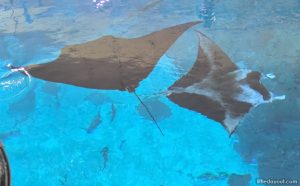 Animal Spotlight On Manta Rays: Celebrate World Manta Day At Singapore ...