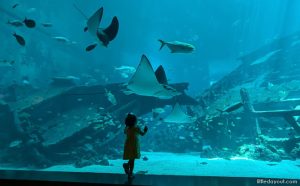 Singapore Oceanarium At RWS: An Underwater World Of Wonder At Resort ...