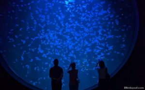 Singapore Oceanarium At RWS: An Underwater World Of Wonder At Resort ...