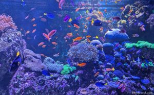 Singapore Oceanarium At RWS: An Underwater World Of Wonder At Resort ...