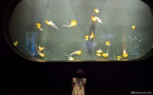 Singapore Oceanarium At RWS: An Underwater World Of Wonder At Resort ...