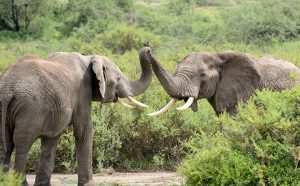 50+ Elephant Jokes That Will Get Your Laughing A Ton - Little Day Out