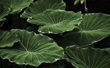 50 Best Plant Jokes That Will Grow On You - Little Day Out