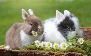 Interesting Rabbit Facts For Kids That Will Leave You Hopping With ...