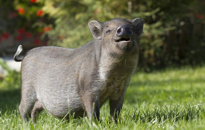 45+ Funny Pig Jokes That'll Get You Oinking With Laughter - Little Day Out