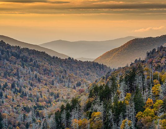 Fun Facts - Little Day Out