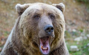 70 Bear Jokes That Will Make You Paws For A Laugh - Little Day Out