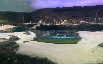 Amazing Guide To Bird Paradise [Updated 2025]: Walk-In Aviaries ...