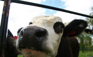 50 Best Cow Jokes That Will Moo-ve You To Laughter - Little Day Out