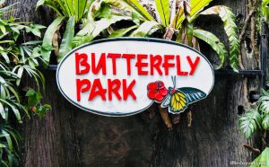 Butterfly Park & Insect Kingdom Singapore Reopens Doors - Little Day Out