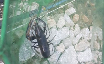 Yabby Fishing: Tips & Tricks On Catching Yabbies In Reservoirs - Little ...