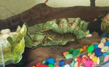 Yabby Fishing: Tips & Tricks On Catching Yabbies In Reservoirs - Little ...