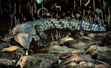Amazing Guide To Sungei Buloh Wetland Reserve (Including 5 Essentials ...