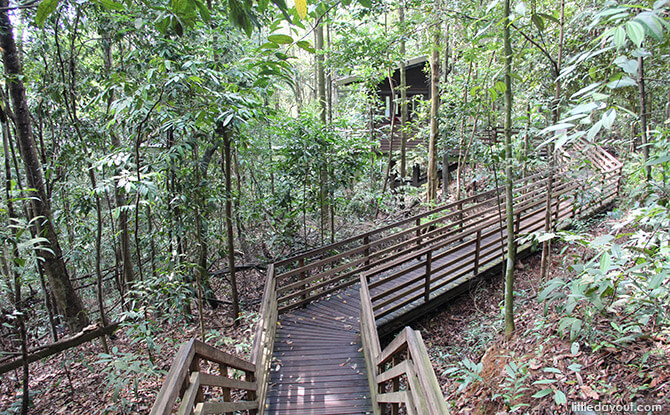 TreeTop Walk: Scenic Aerial Views of the Rainforest Canopy - Little Day Out