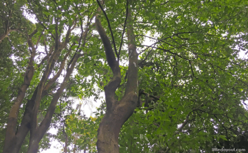Little Stories: Where To Find a Tempinis Tree In Tampines - Little Day Out