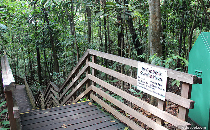 TreeTop Walk: Scenic Aerial Views of the Rainforest Canopy - Little Day Out