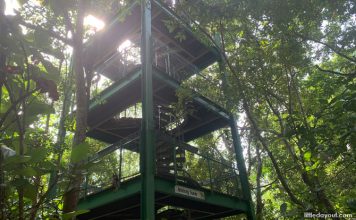 MacRitchie Reservoir Guide: Park, Trails, 15 Things To Do & More ...