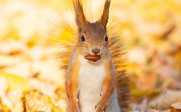 90 Funny Fall Jokes To Fill Your Autumn With Laughter - Little Day Out