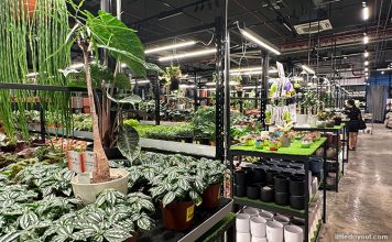 Far East Flora HQ At Clementi Road: A Plant Paradise - Little Day Out