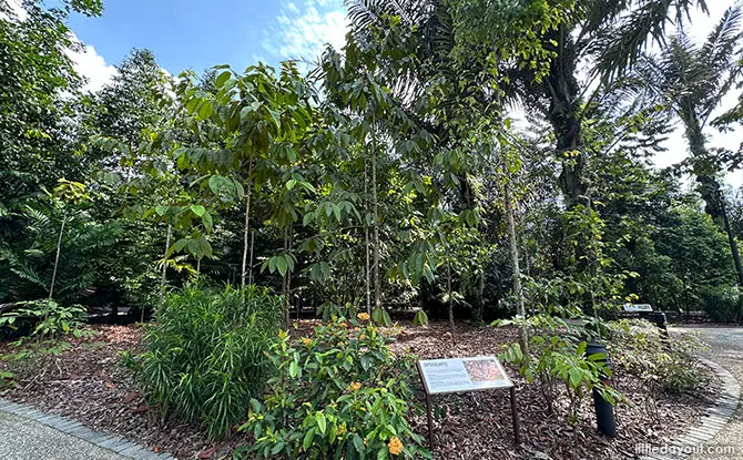 Gallop Extension, Singapore Botanic Gardens Guide: 7 Things To See & Do ...