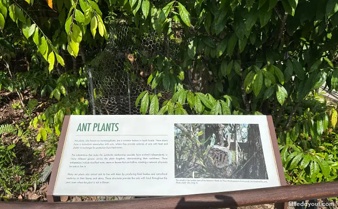 Gallop Extension, Singapore Botanic Gardens Guide: 7 Things To See & Do ...