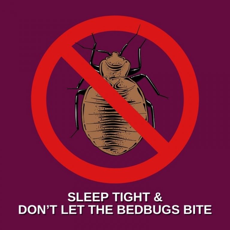 30 Best Good Night Memes To Share With Your Friends & Family - Little ...