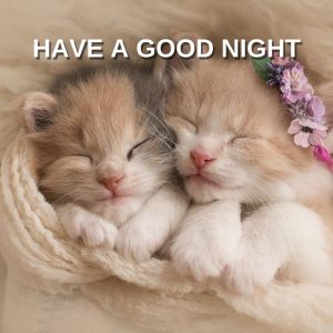 30 Best Good Night Memes To Share With Your Friends & Family - Little ...