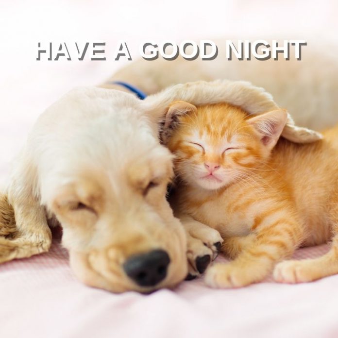 30 Best Good Night Memes To Share With Your Friends & Family - Little ...