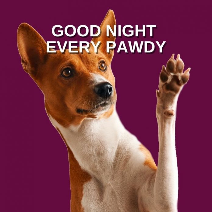 30 Best Good Night Memes To Share With Your Friends & Family - Little ...