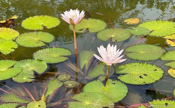 Japanese Garden: Where Tranquility Awaits With Water Lilies, Sunken Garden At Jurong Lake ...