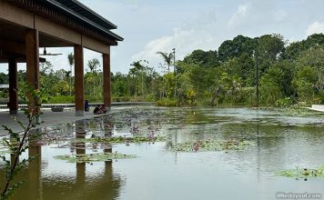 Japanese Garden: Where Tranquility Awaits With Water Lilies, Sunken Garden At Jurong Lake ...